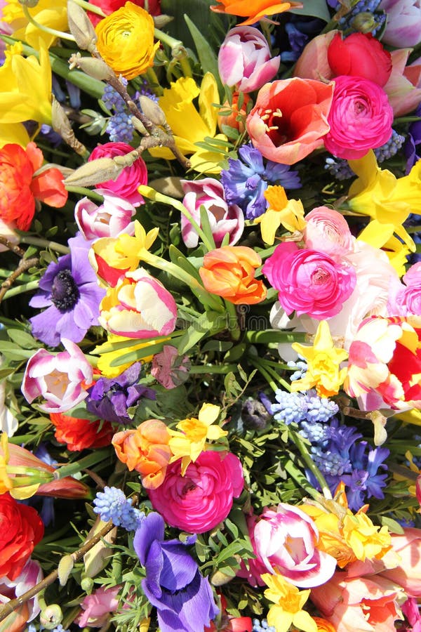 Spring Flowers in Bright Colors Stock Photo - Image of color, anomones ...