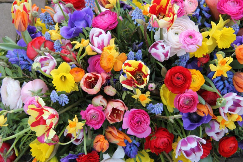 Spring Flowers in Bright Colors Stock Image - Image of white ...