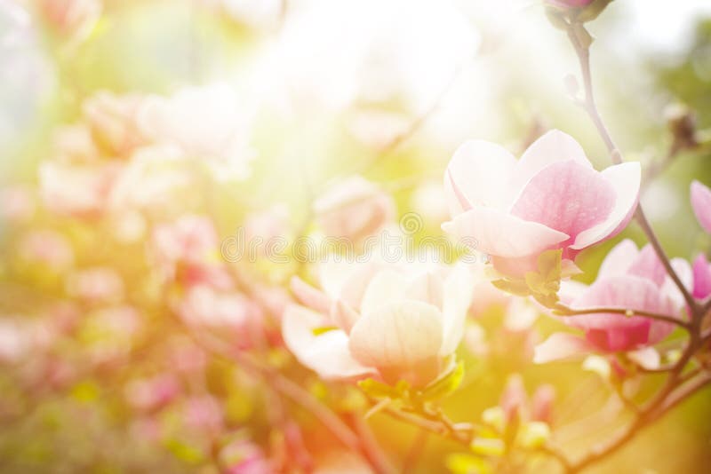 Spring flowers stock image. Image of beauty, plant, outdoors - 39852239