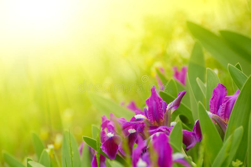 Spring Flowers in the Bright Sunlight Stock Image - Image of closeup ...