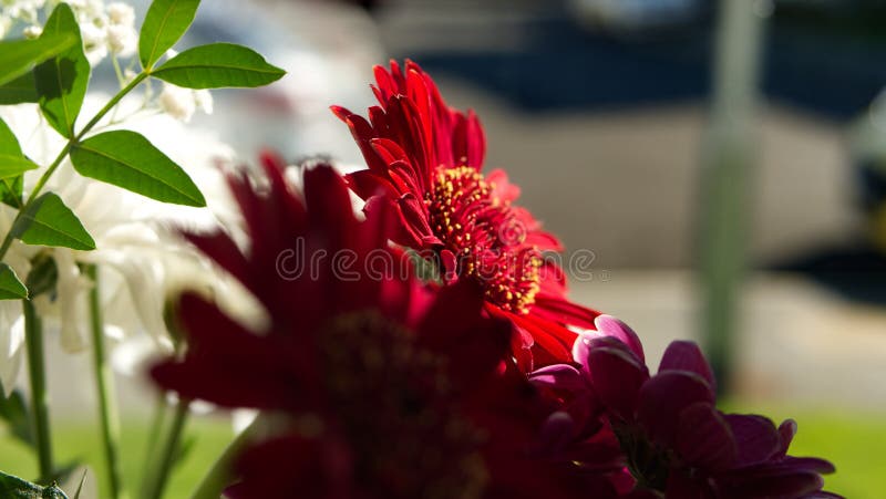Spring Flowers in Bright Sunlight with Shadows Stock Photo - Image of ...