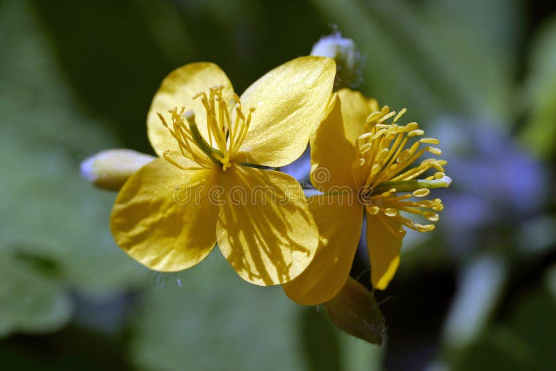 Spring Flowers stock image. Image of celandine, medicinal - 30776887