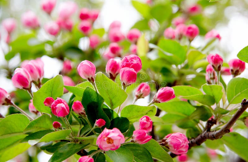 Spring flowers buds stock image. Image of coloured, beauty - 4837161