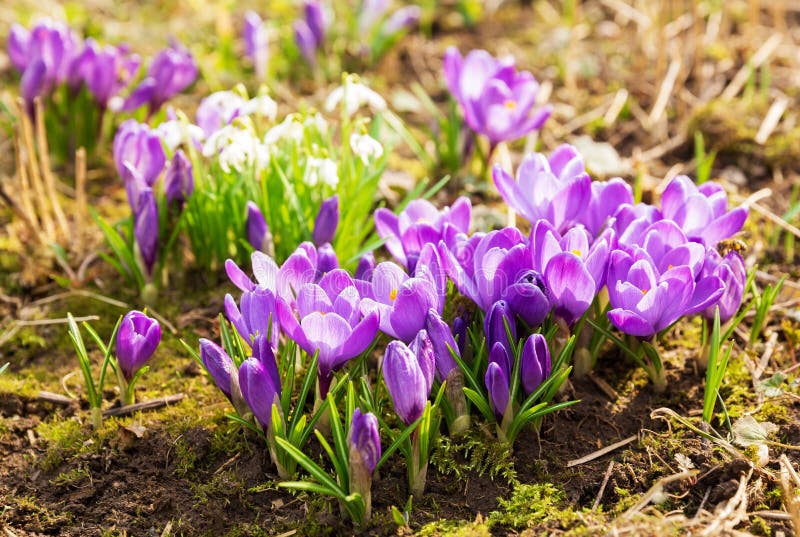 Spring Flowers. Bunch of Crocus Flowers in a Garden Stock Photo - Image ...