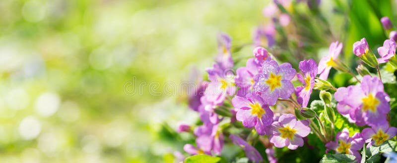 Purple primrose stock image. Image of motherland, style - 92508023