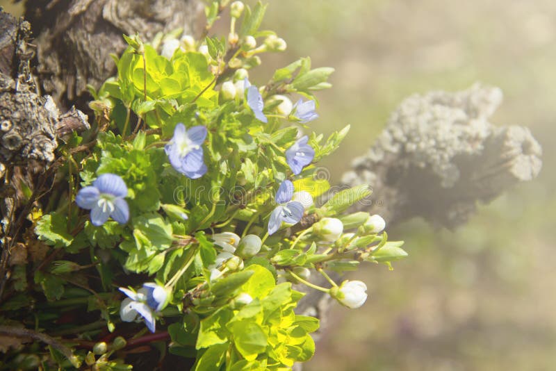 Subtle Sunshine Serenity stock image. Image of desert - 174841641