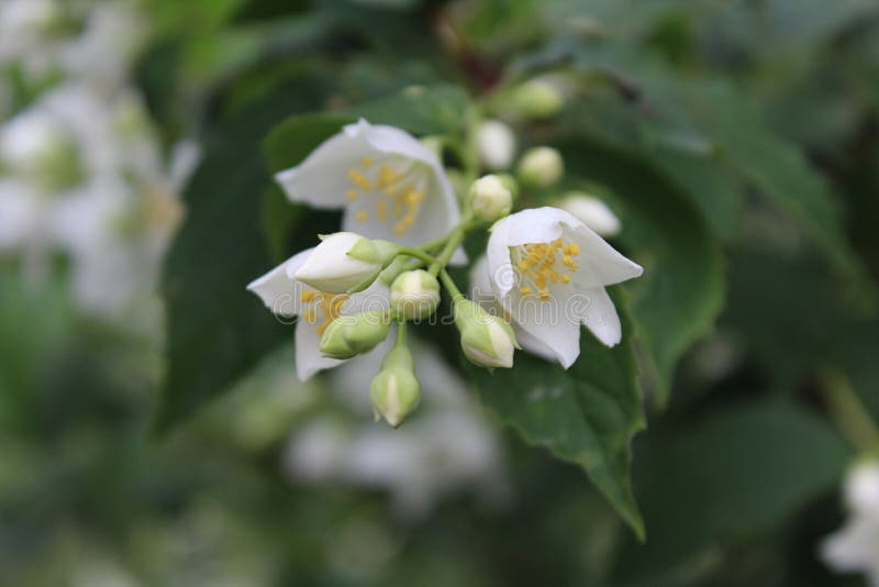 Spring Flowers on the Bushes Stock Image - Image of summer, nature ...
