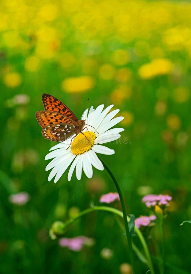 Spring in Flowers and Butterfly Stock Image - Image of economy ...
