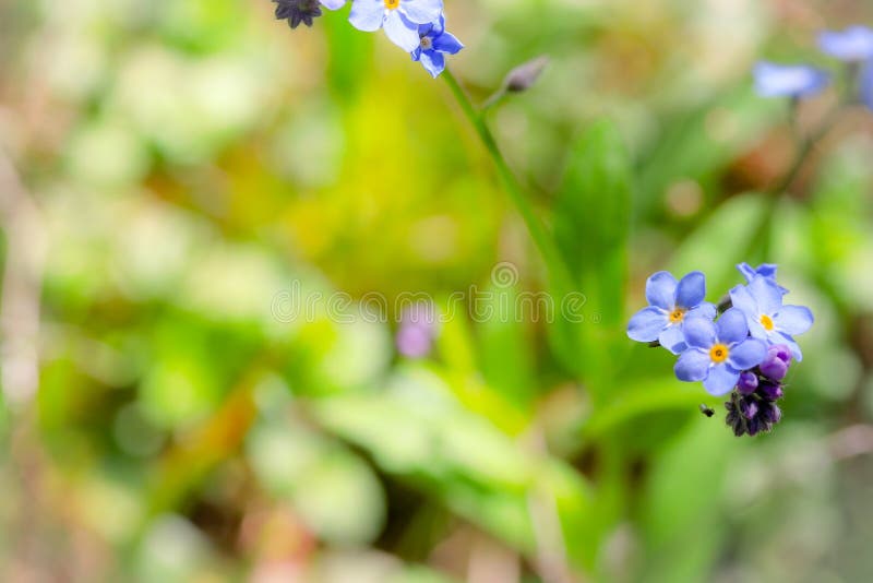 Spring Flowers and Butterfly Stock Photo - Image of sunlight, blossom ...