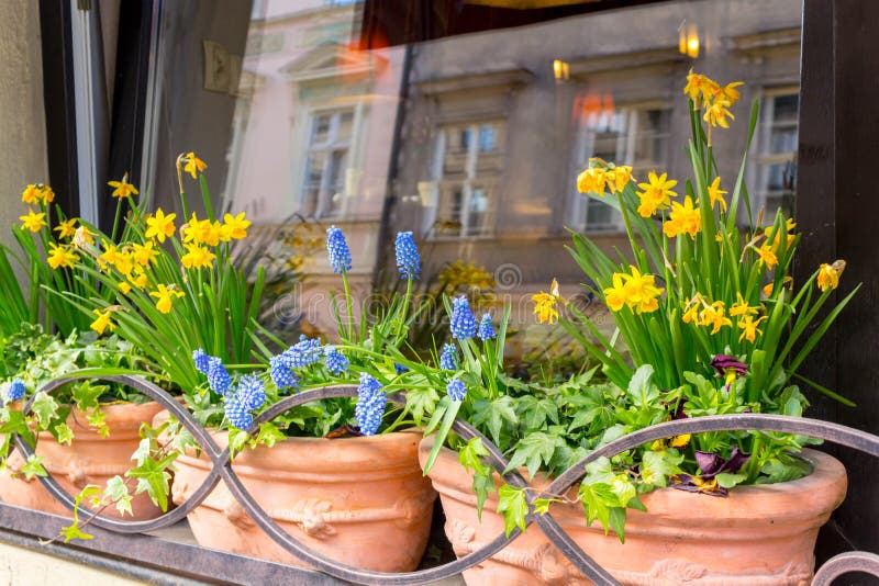 Spring Flowers in the Cafe Window Stock Image - Image of grapes, close ...