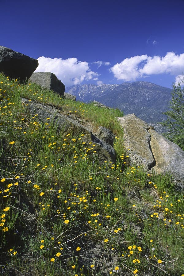 Spring Flowers in California Mountains Stock Image - Image of ...