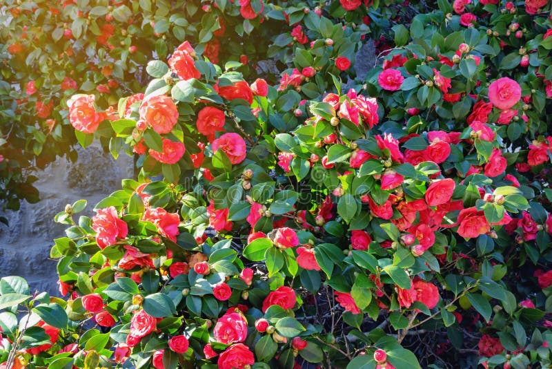 Spring Flowers. Camellia Bush in Bloom with Bright Red Flowers Stock ...