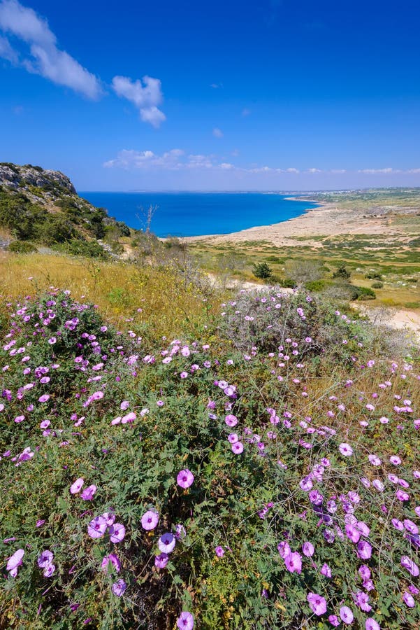 Spring Flowers at Cape Greco,cyprus Stock Image - Image of field ...