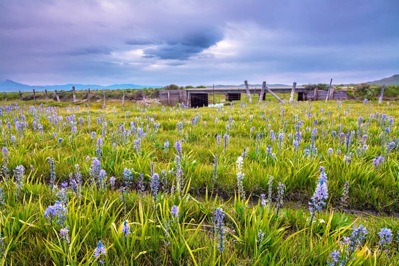 Spring Flowers and a Car Bridge with Dramatic Sky Stock Photo - Image ...