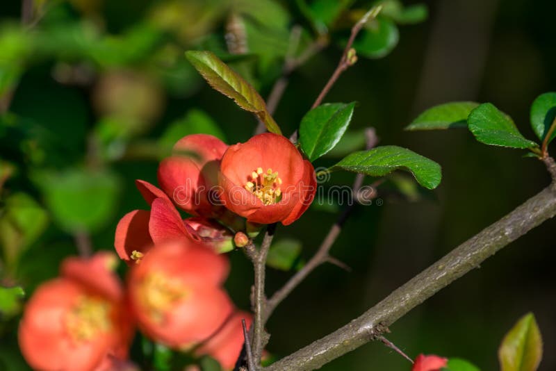Spring flowers stock photo. Image of russia, flowers - 71577650