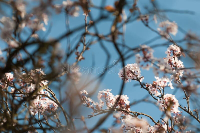Spring Flowers Cherry Blossom Abstract for Springtime Stock Photo ...