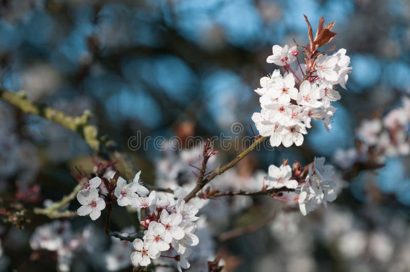 Spring Flowers Cherry Blossom Abstract for Springtime Stock Photo ...