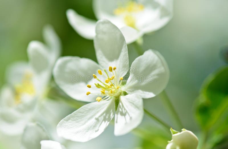 Spring flowers stock photo. Image of natural, growth - 57697058