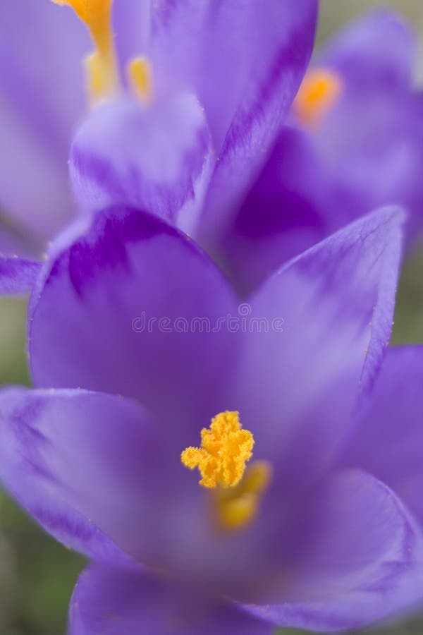 Spring Flowers Close-up and Blur Stock Image - Image of crocus, blur ...