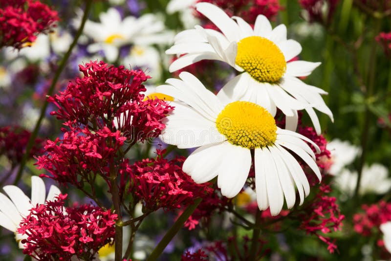 Spring Flowers stock photo. Image of spring, garden, close - 31502050