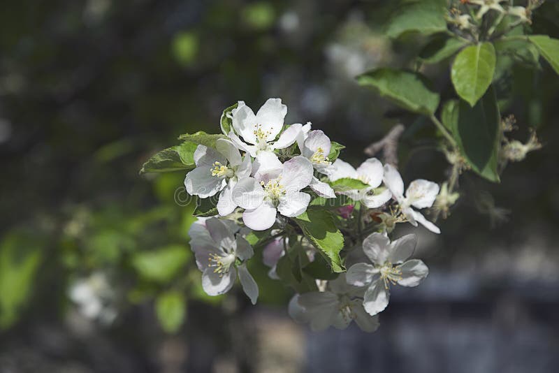 Spring flowers stock image. Image of decoration, decorations - 91040049