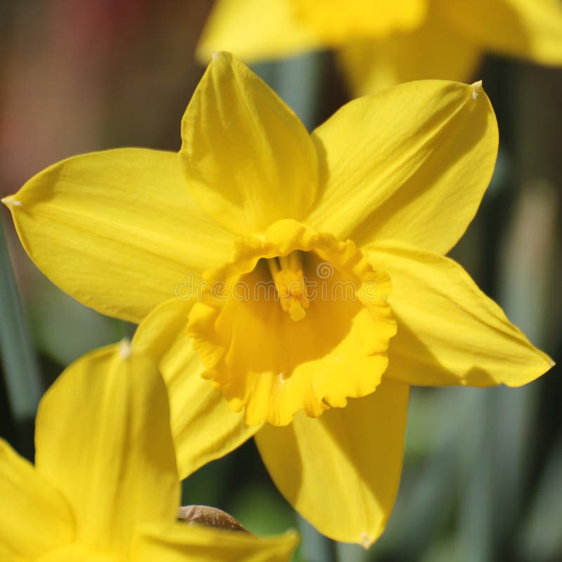 Spring flowers stock photo. Image of narcissus, garden - 38997216