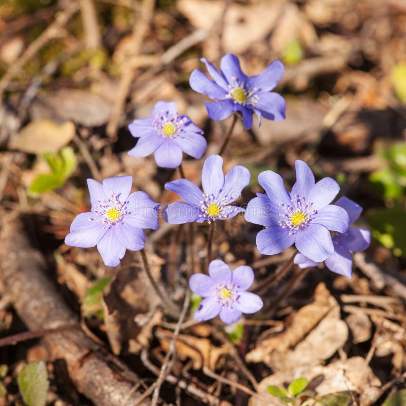 Spring flowers closeup stock image. Image of blue, woods - 91770351
