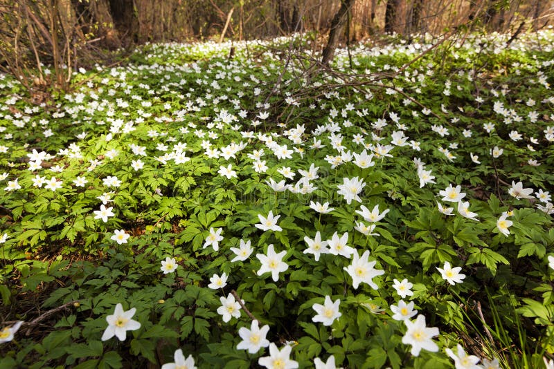 Spring flowers . closeup stock photo. Image of ornamental - 61215870