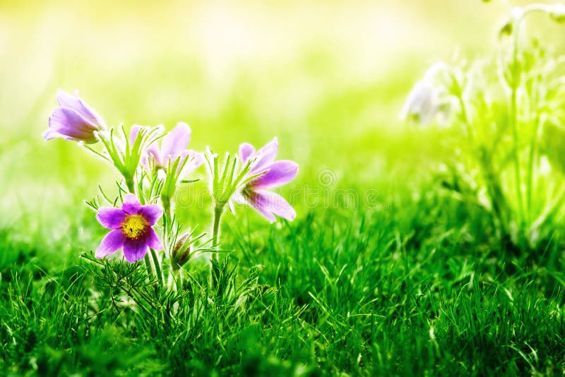 Spring flowers stock photo. Image of foreground, nature - 33360826