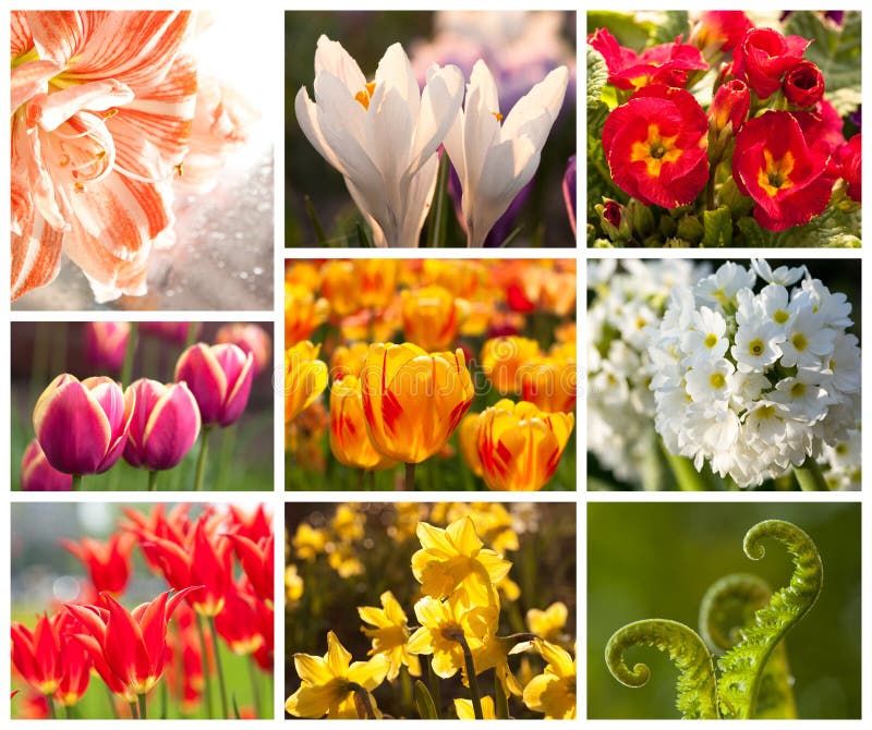 Spring Season - Nature Collage with Flowers Stock Photo - Image of ...