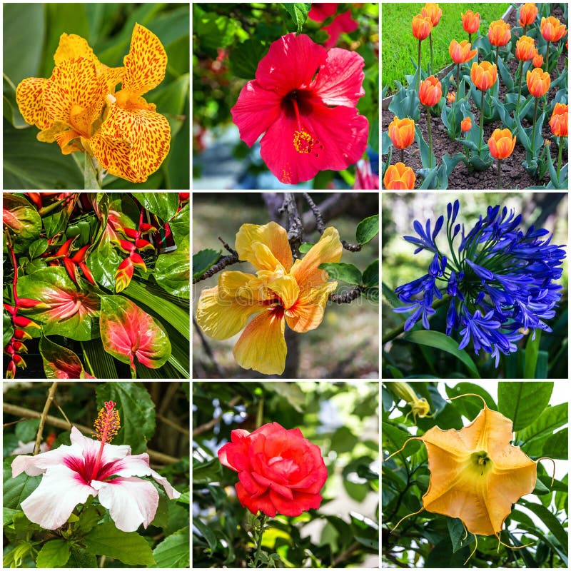 Collage: Tropical Flowers in Madeira Stock Photo - Image of growing ...