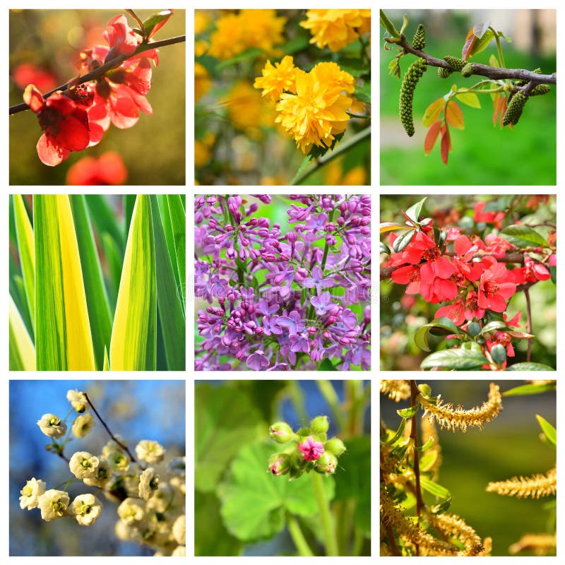 Spring Season - Nature Collage with Flowers Stock Photo - Image of ...