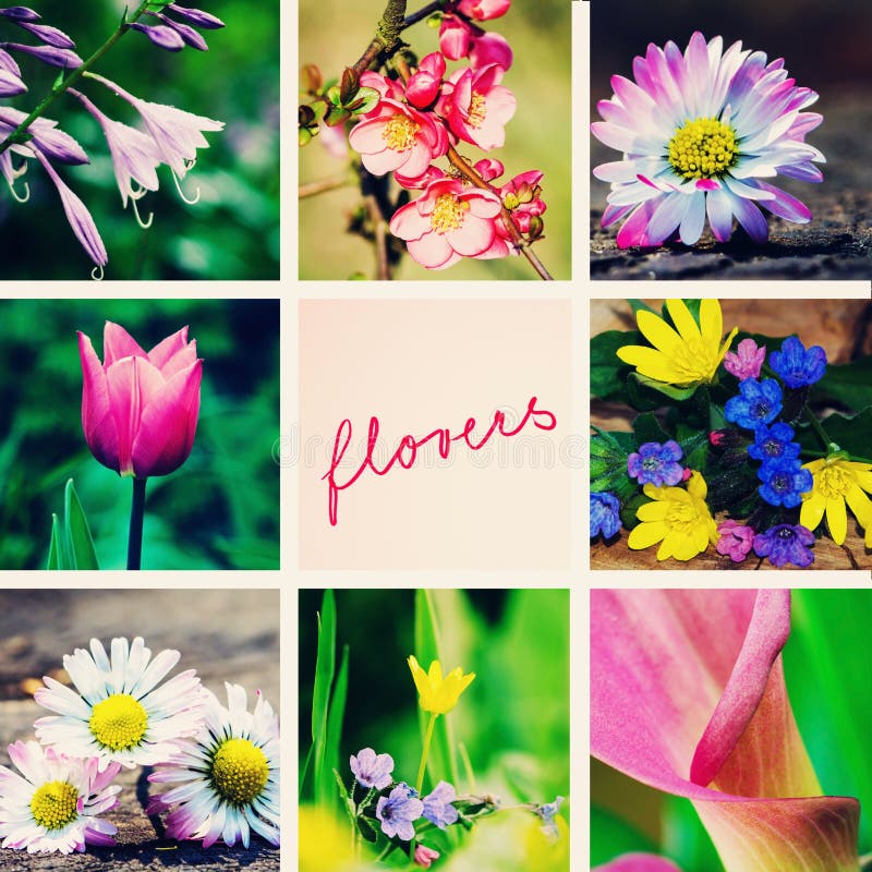 Spring flowers collage stock photo. Image of nature, tulip - 51042586