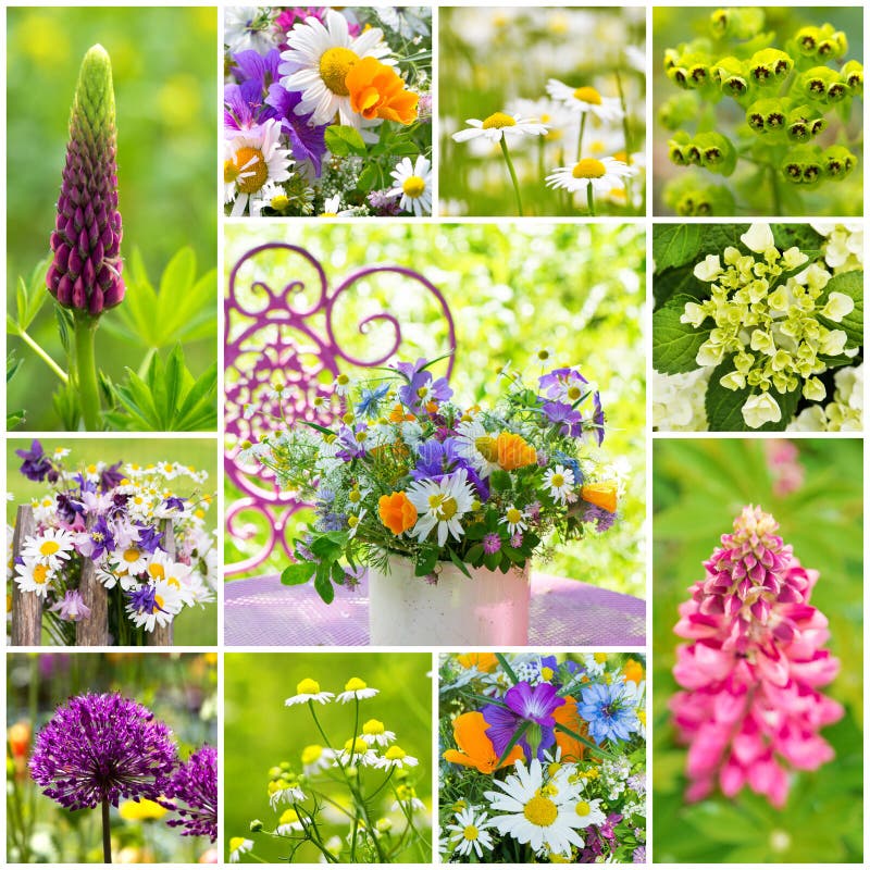 Spring flowers collage stock photo. Image of flowers - 72902004