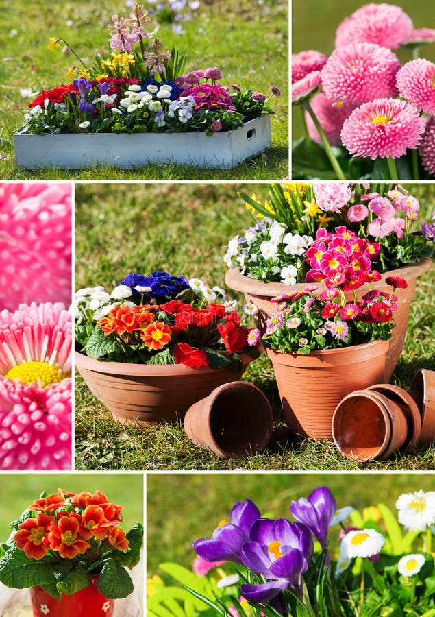 Spring flowers collage stock photo. Image of meadow, flower - 42082432
