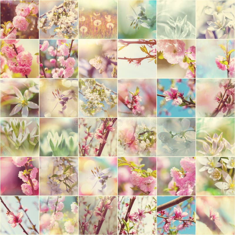 Spring flowers collage stock photo. Image of backdrop - 136092540
