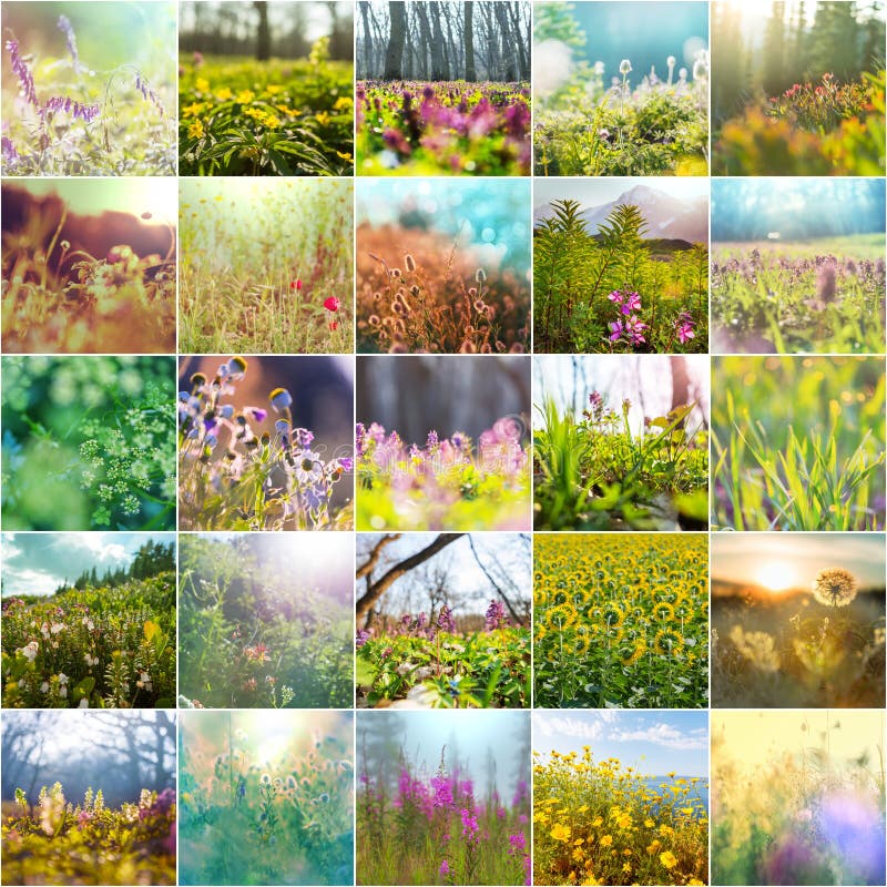 Collage - Blossoming Trees at Springtime Stock Image - Image of bloom ...