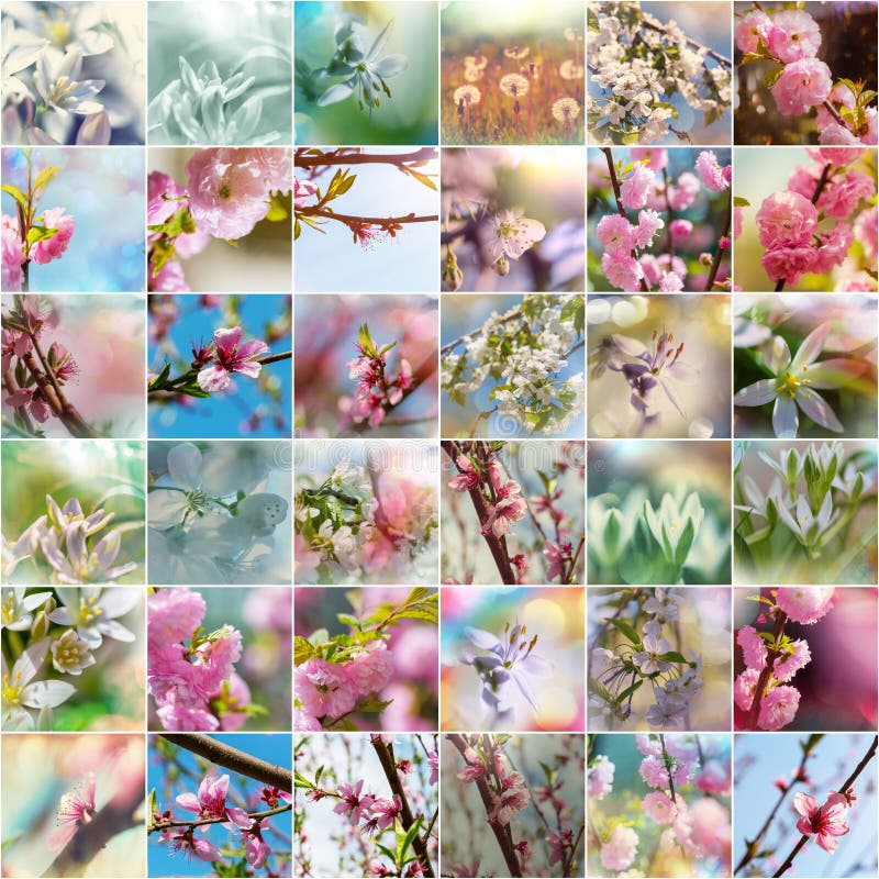 Spring flowers collage stock photo. Image of design, branch - 84951790