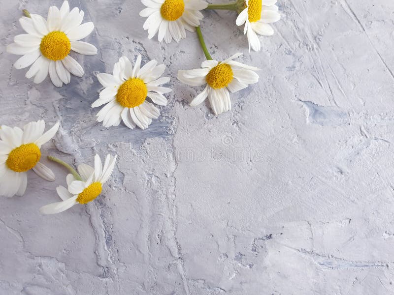 Spring Flowers on Colored Background Minimal Holiday Floral Stock Image ...