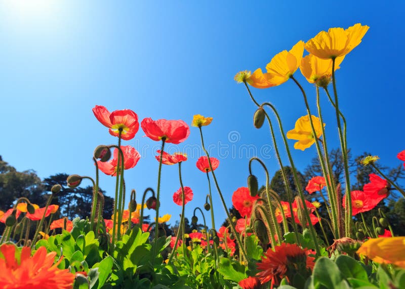 Spring flowers stock photo. Image of garden, blue, beautiful - 30849136