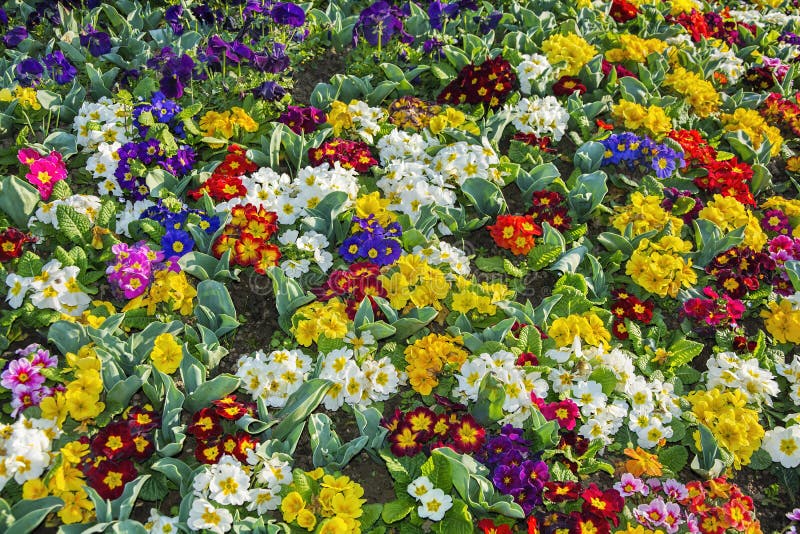 Spring flowers stock image. Image of green, park, space - 76934311