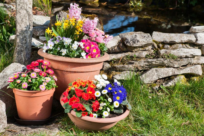 Spring flowers stock photo. Image of spring, pots, hyacinth - 39633594
