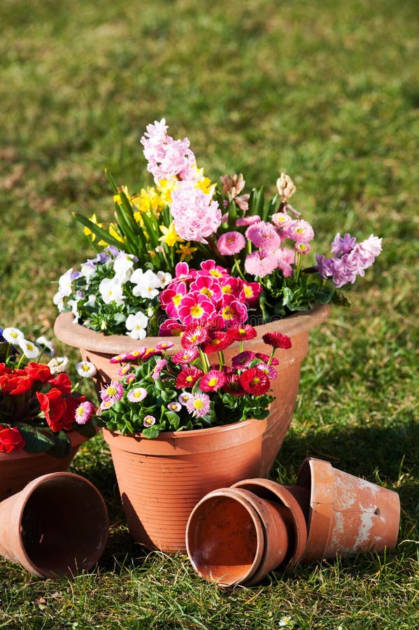 Spring flowers stock photo. Image of daffodils, pansies - 39633602
