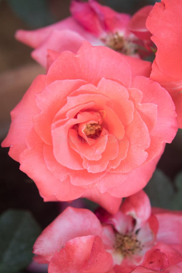 Spring Flowers Colours stock image. Image of garden - 145389459