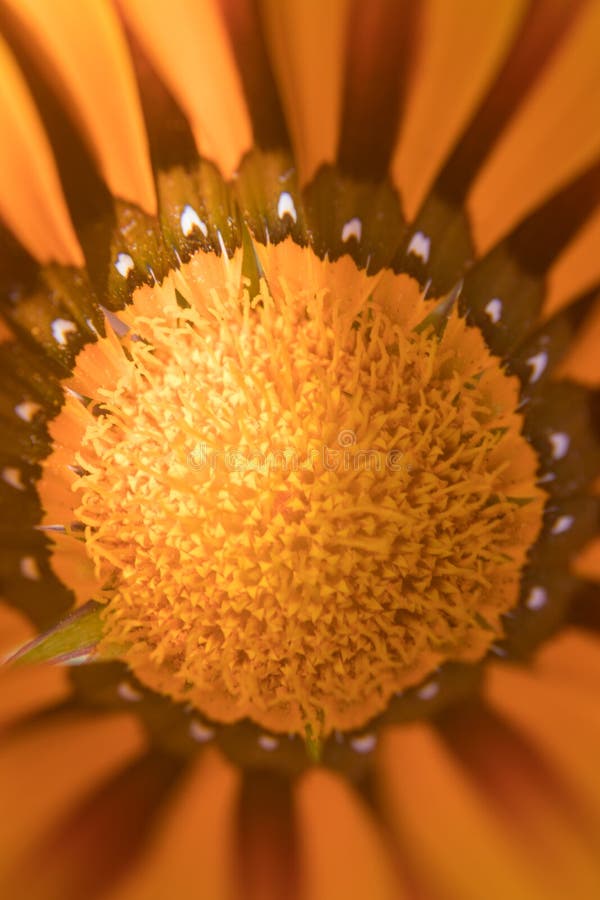 Spring Flowers Colours stock image. Image of garden - 145391435