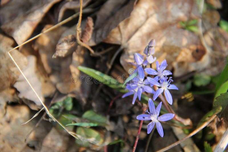 Spring flowers in colours stock photo. Image of leaf - 267570550