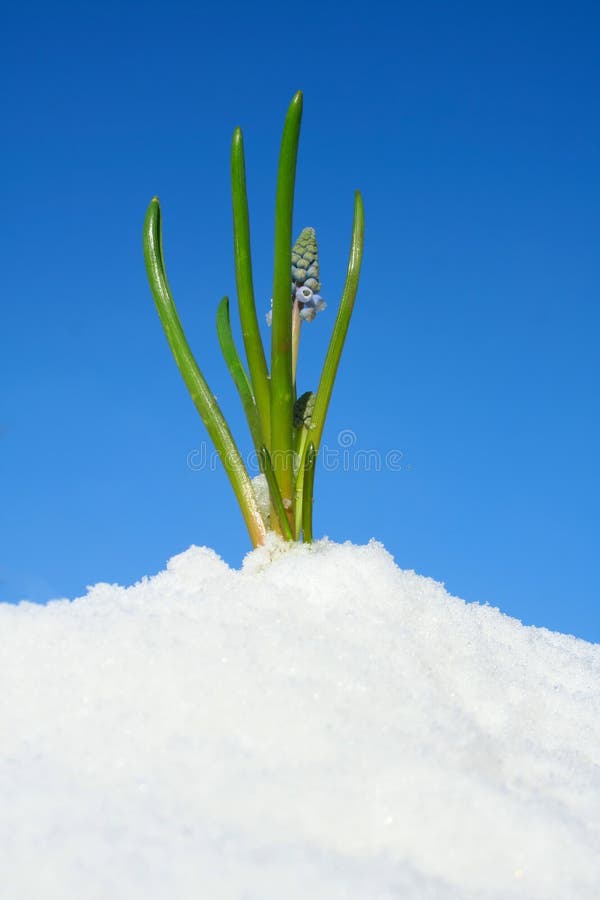 Spring flowers coming up stock image. Image of flower - 3793203