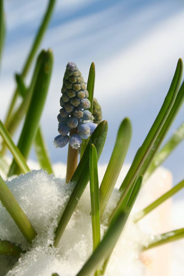 Spring flowers coming up stock image. Image of close, park - 7056779