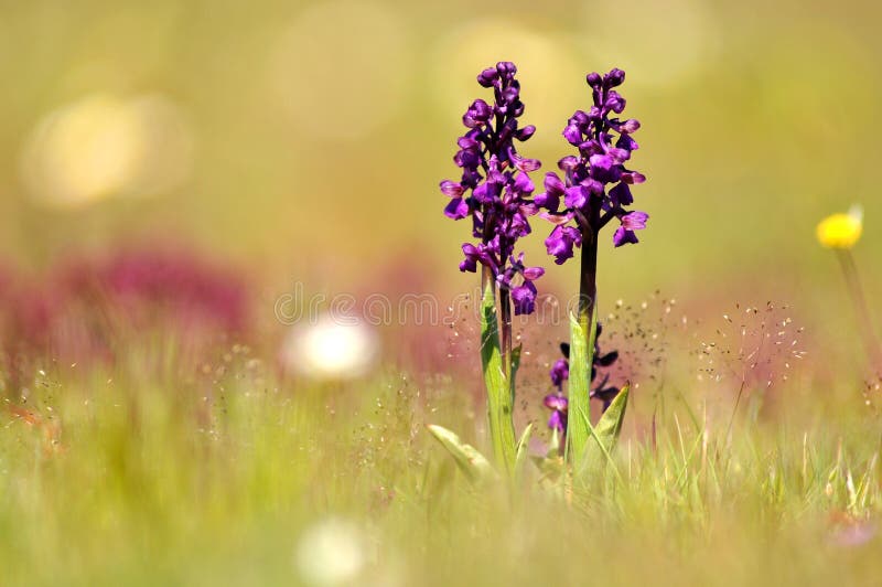 Spring flowers stock photo. Image of flowers, flora, colors - 31505416