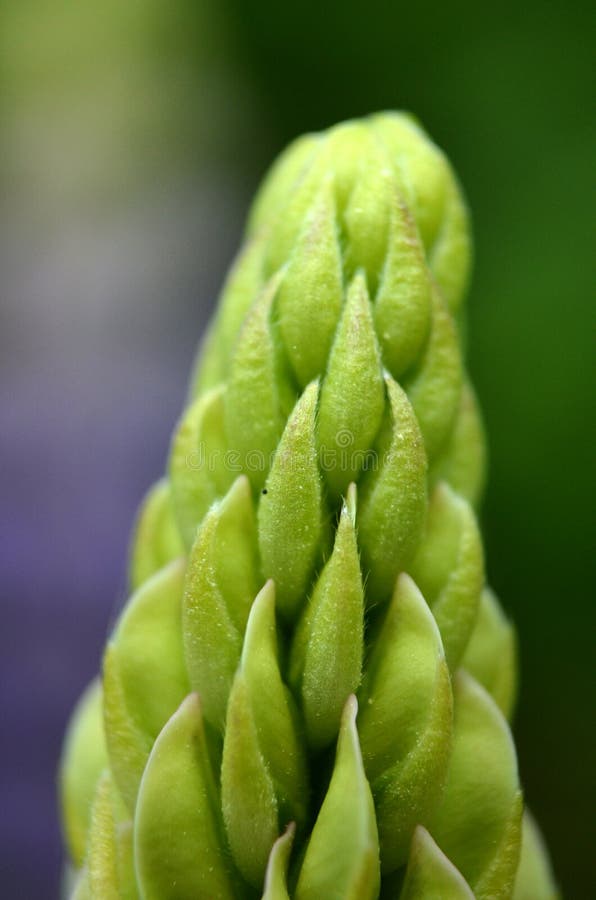 Spring flowers stock photo. Image of composition, branch - 72807930
